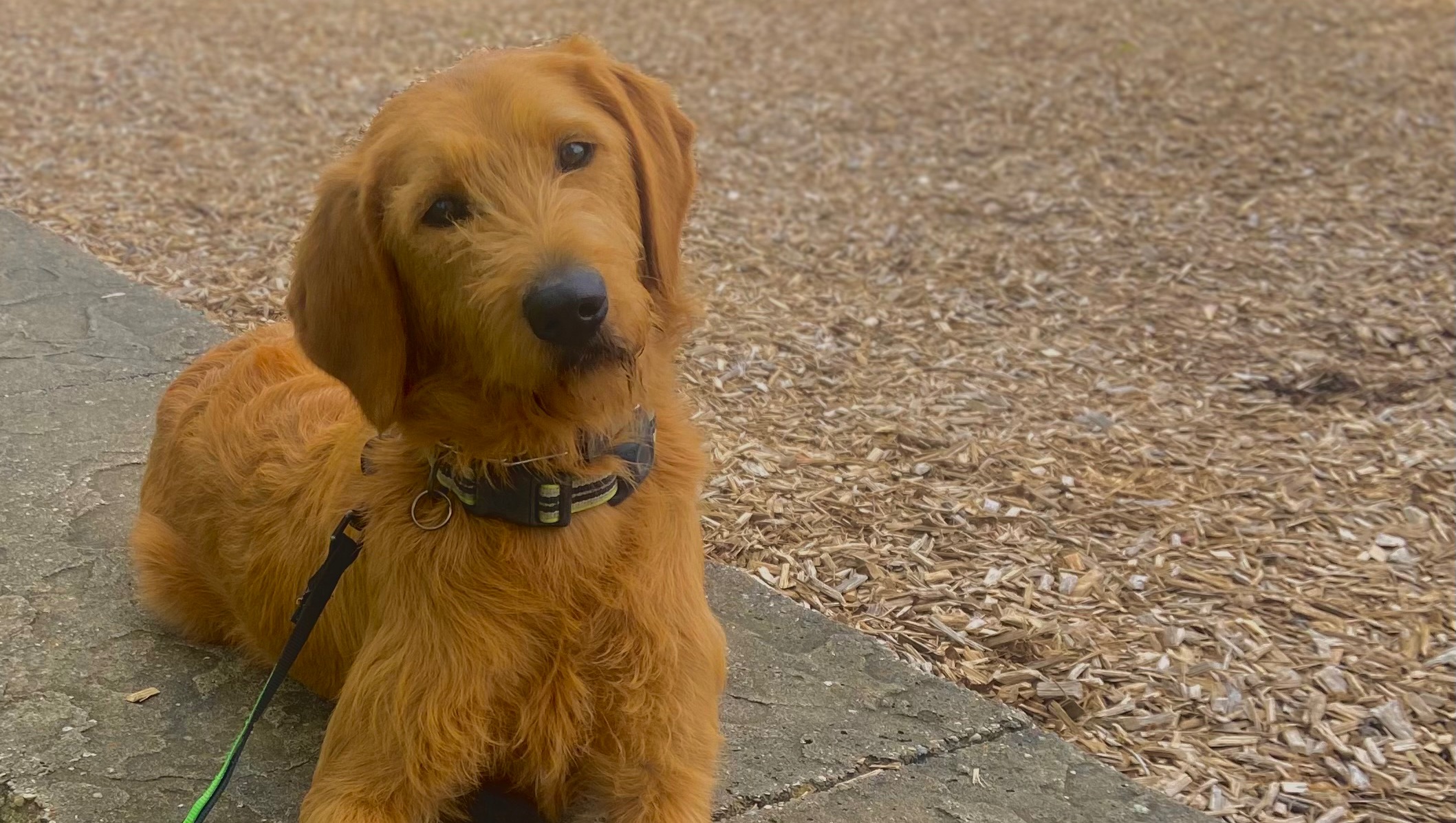 Fundraiser by Victoria Eakins : Help Victoria Secure Her Service Dog Duke