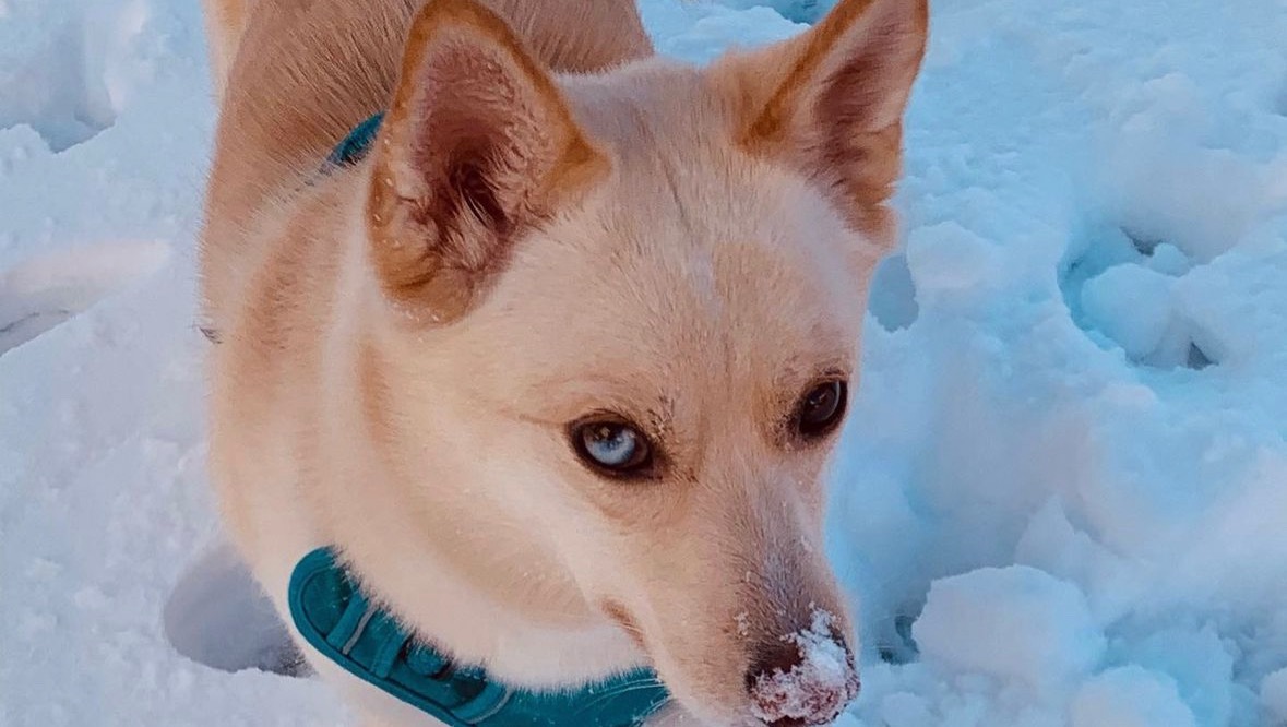 Fundraiser by Lisa Murena : Honoring Arya: Support for ASPCA