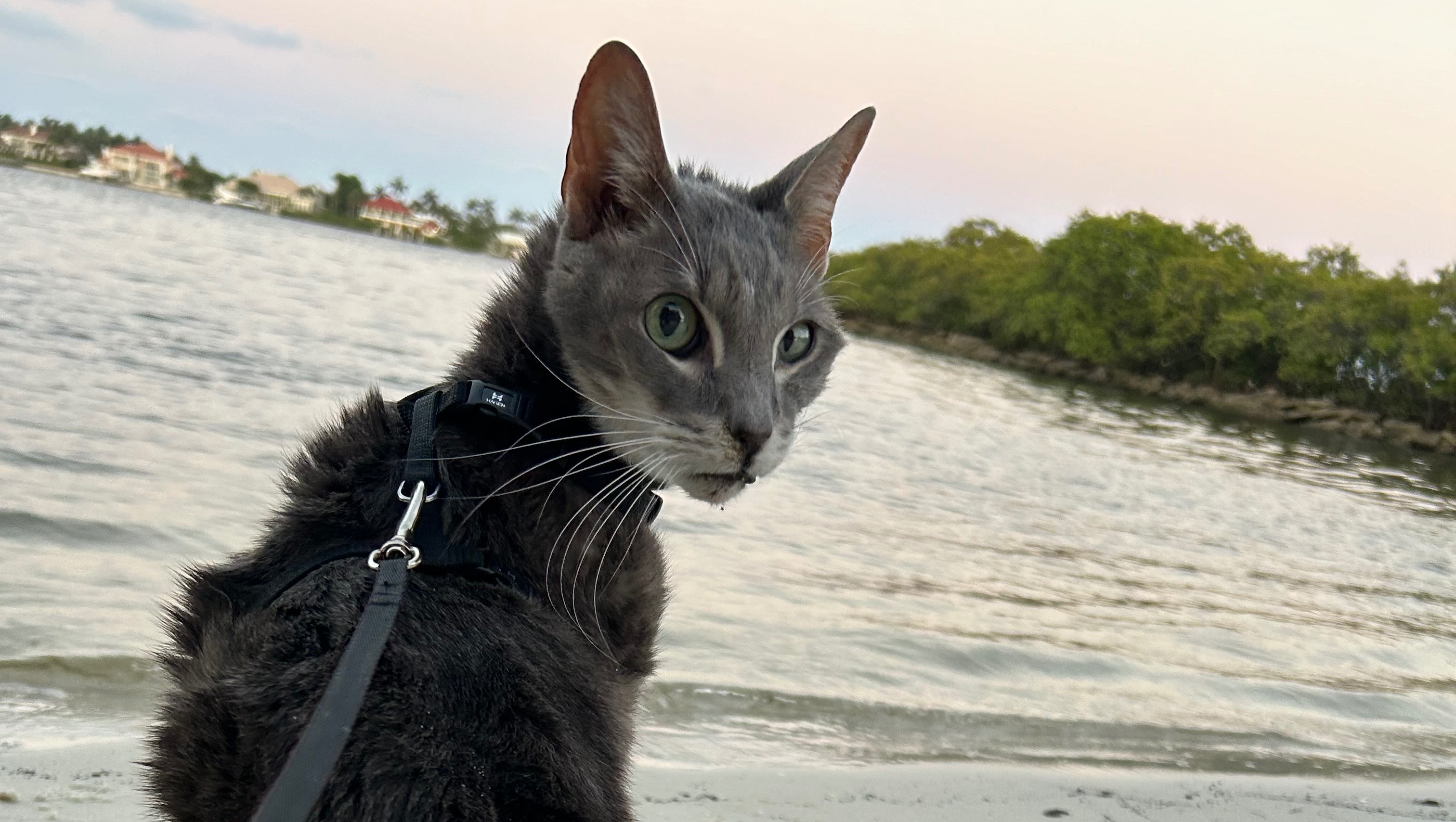 Fundraiser for Robert Squire by Brian Martinez : Support Robbie in Tofu ...