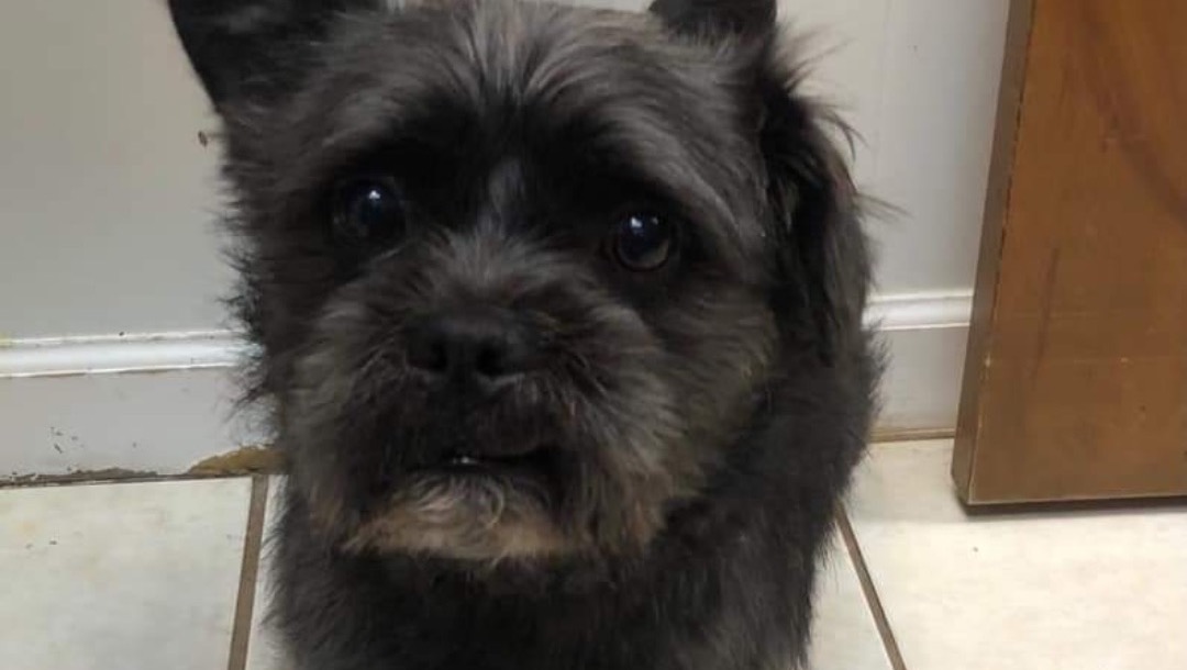Fundraiser by Cindy Osborn : Bud light ear surgery