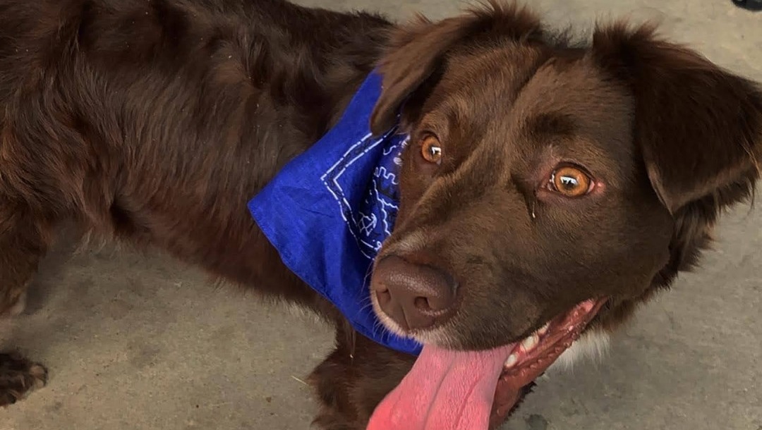 Fundraiser by Damien Patterson : Help Red Walk again