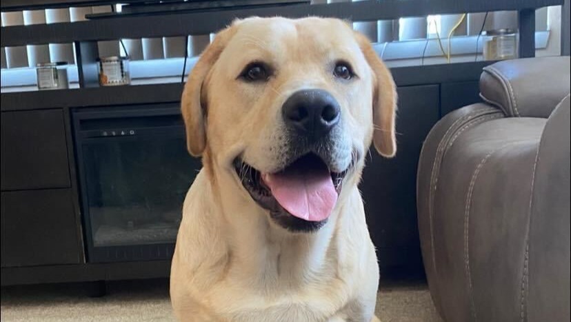 Fundraiser for Jennifer Capasso by Emily Worley : Help Save This Dog's ...