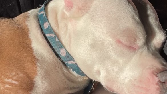 Fundraiser by Jordan Riggin : Help Get Daisy Her ACL Surgery