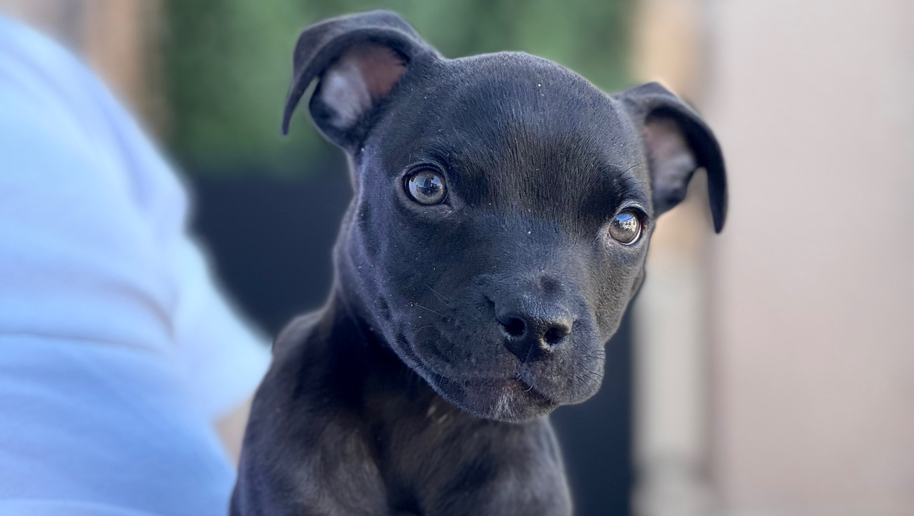 Fundraiser by Christopher Cabral : Support Master Splinter's Life ...