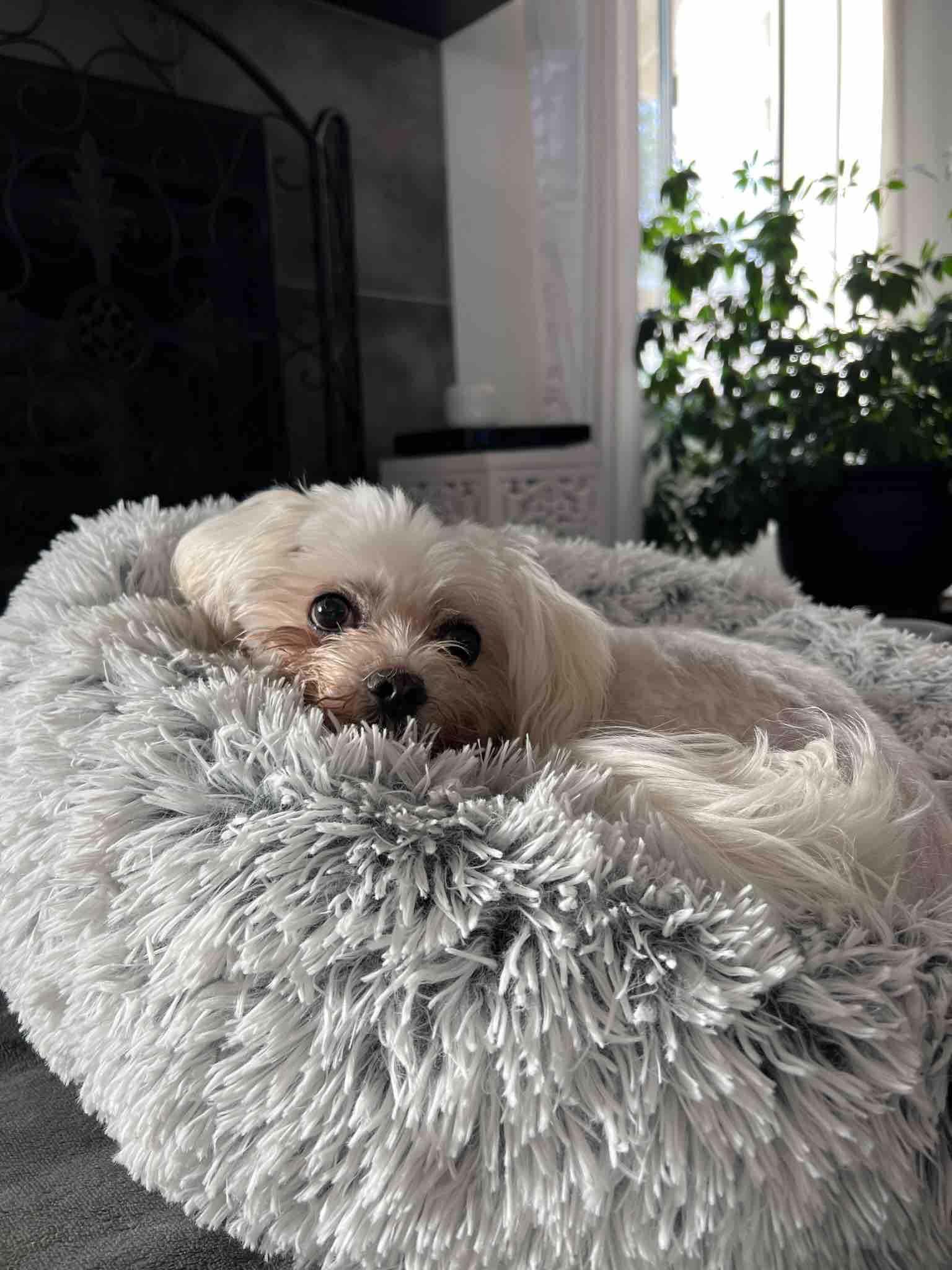 Fundraiser by Emily Dingman : Debt For Trying