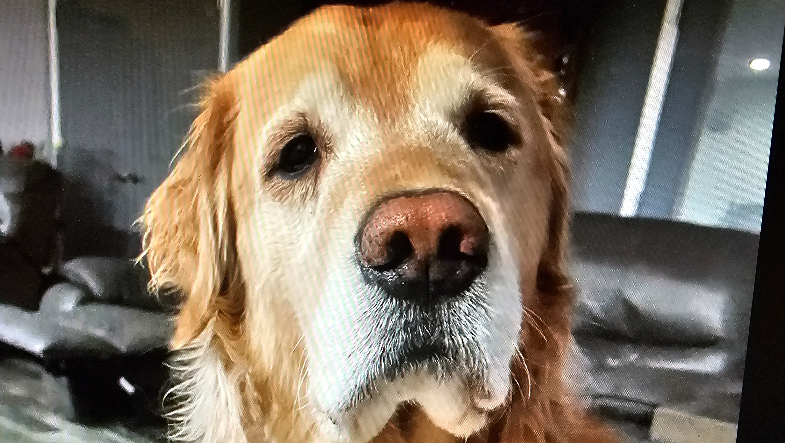 Fundraiser for Phil Ridenour by Ellie Morin : Stand with Kai in His ...