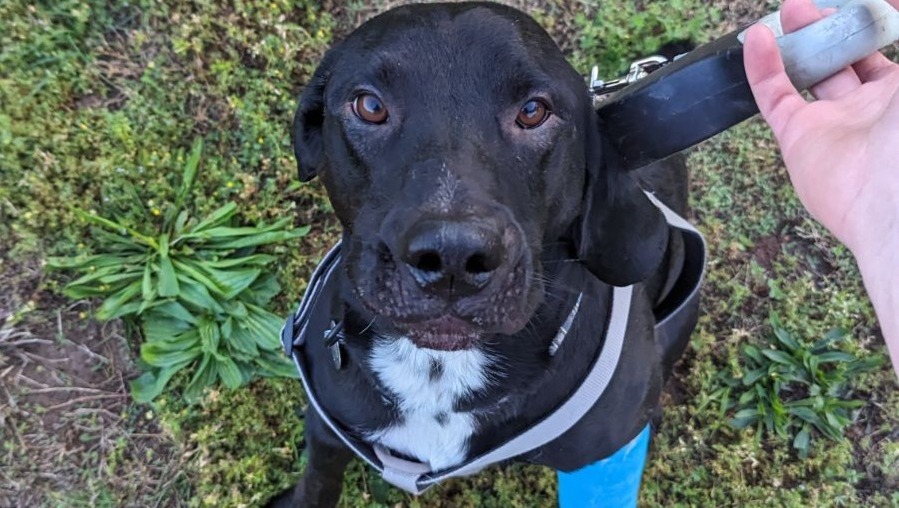 Fundraiser for Donte Herman by Lacresha Melzer : Support Banjo's Urgent ...