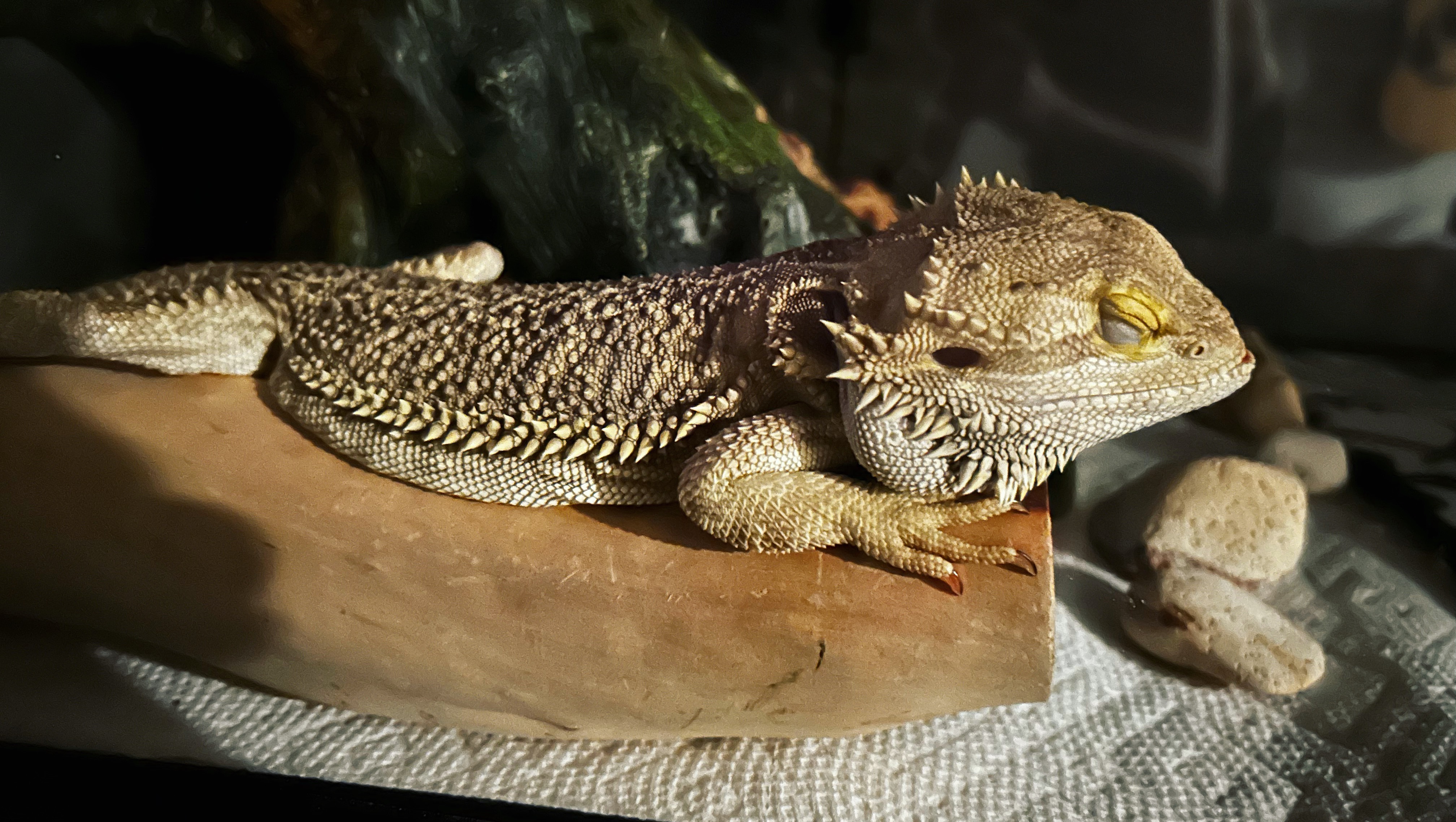 Fundraiser by Holly Sherman : Give Milo a Second Chance at Life