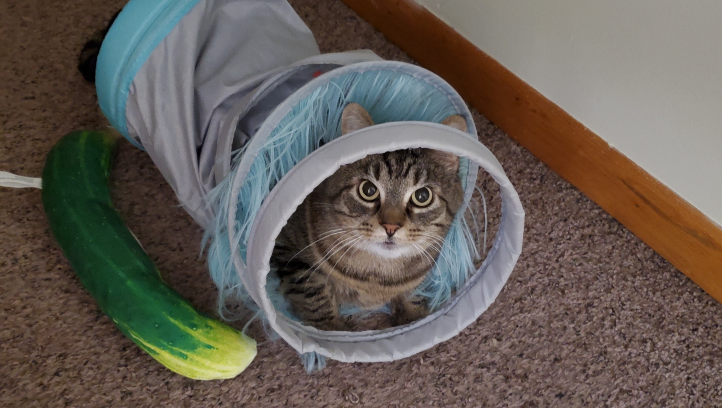 Fundraiser by Kaitlyn Temples : Support Kaitlyn's Fight for Mini's Life