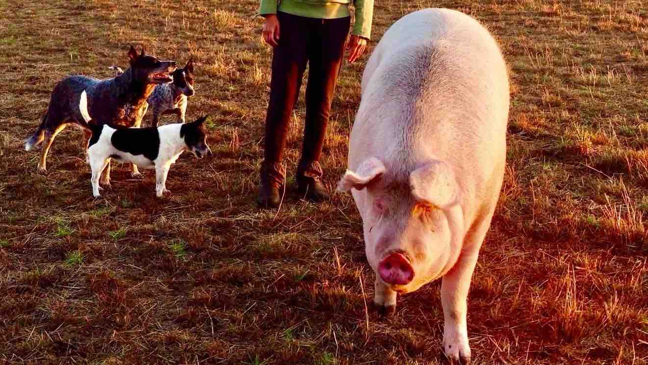 Fundraiser by Morgan Gabrielle Manock : Help Lisa’s little farm of ...