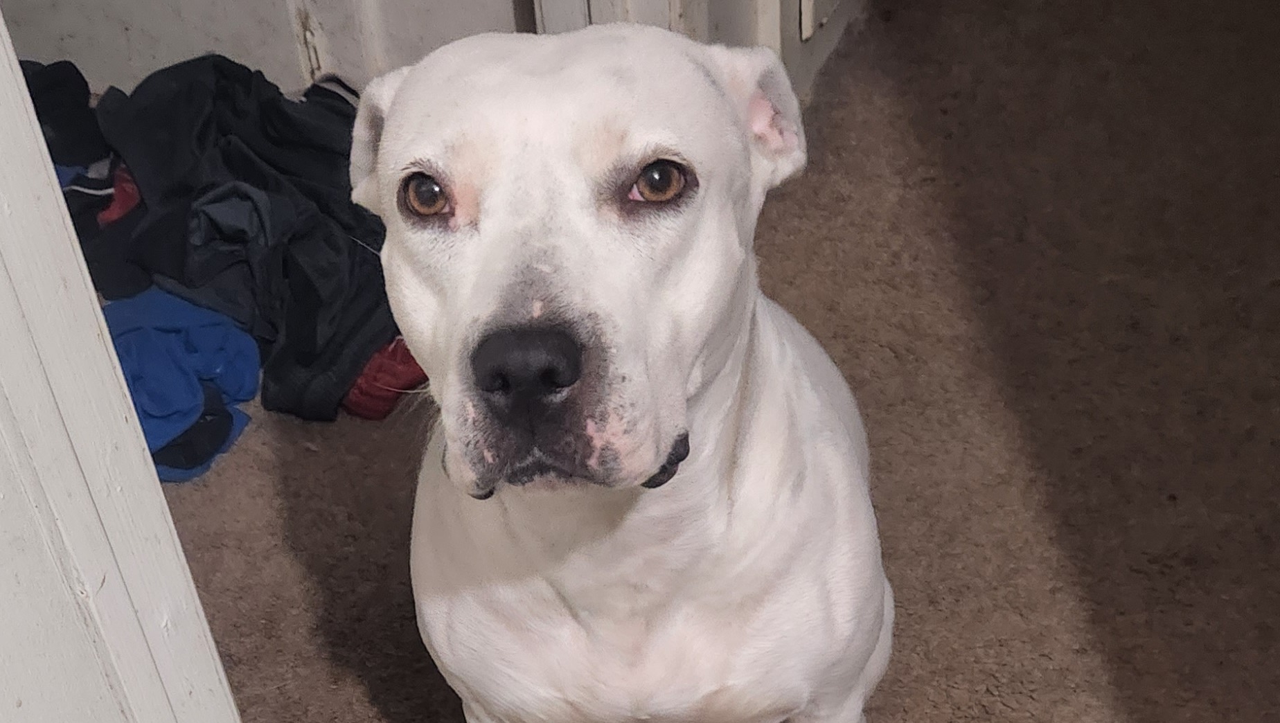 Fundraiser by Alex Ferrell : Support Alexa's Urgent Vet Care Needs