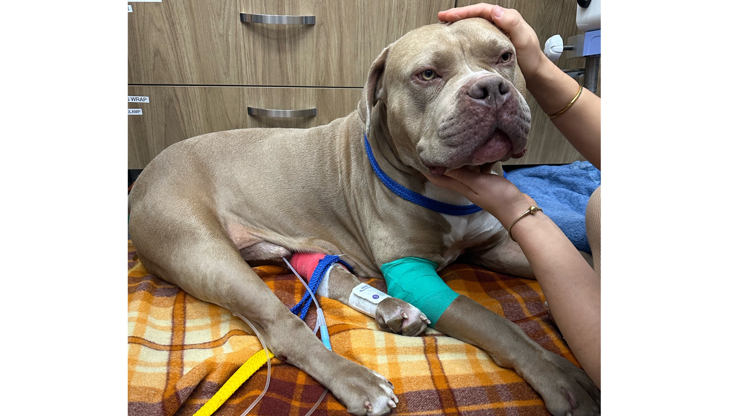 Fundraiser by Adam Rochester : Simba xl bully