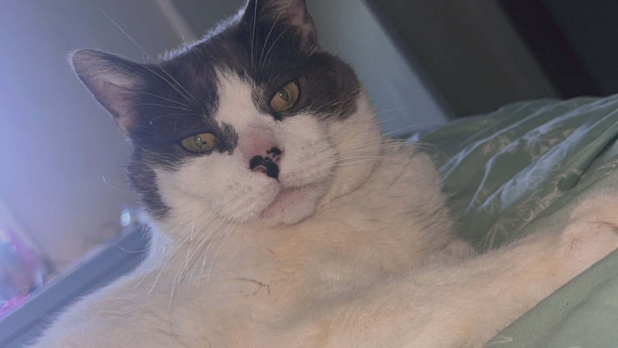 Fundraiser by Danielle Blake : Help Support Otis’s Surgery!