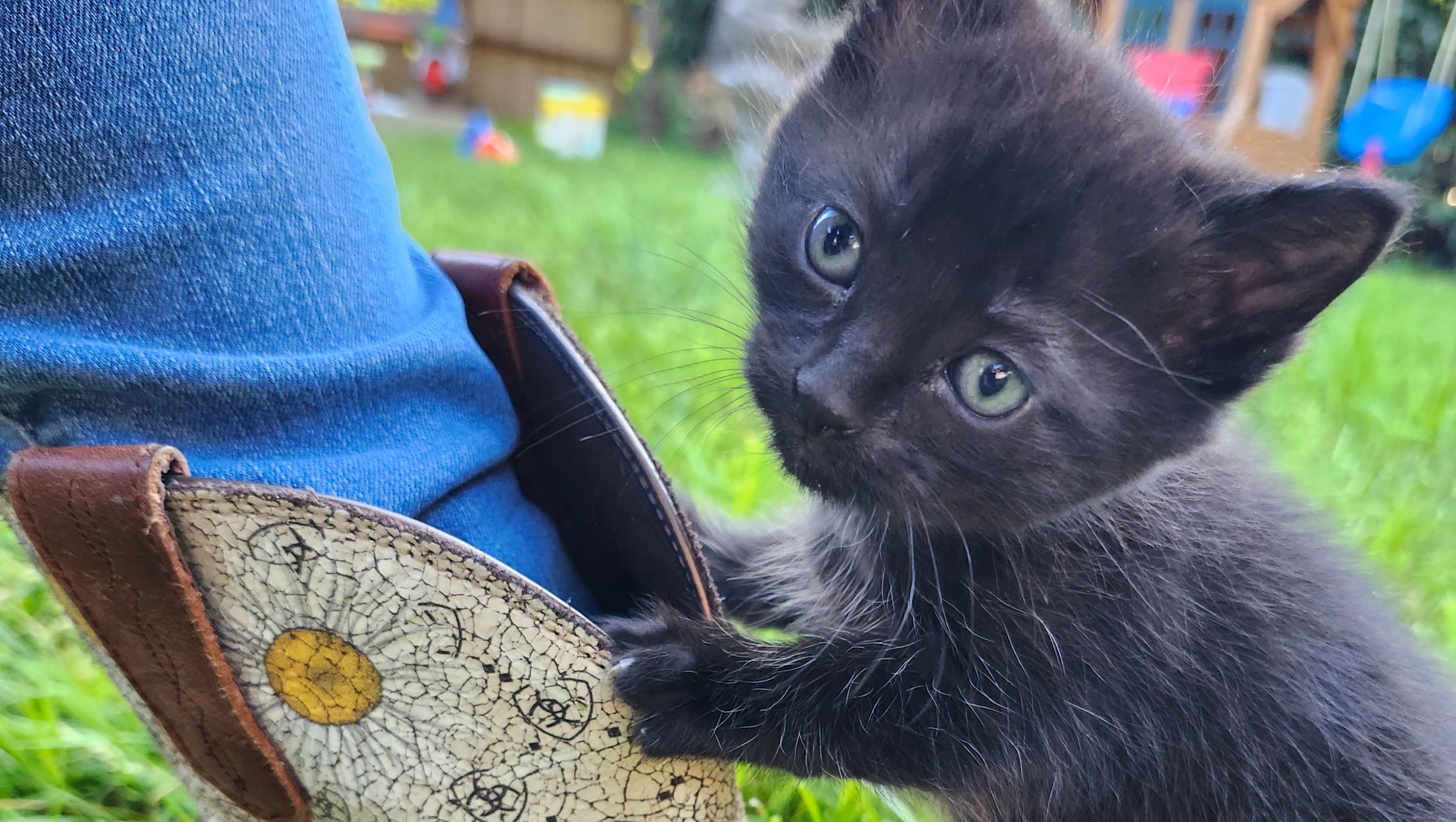 Fundraiser by Laura Wilson : Support Laura's Mini Cat Rescue Mission