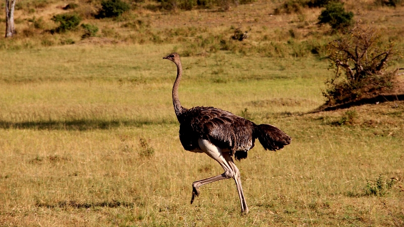 Fundraiser by victor kimathi mati : My first Adventure Bike