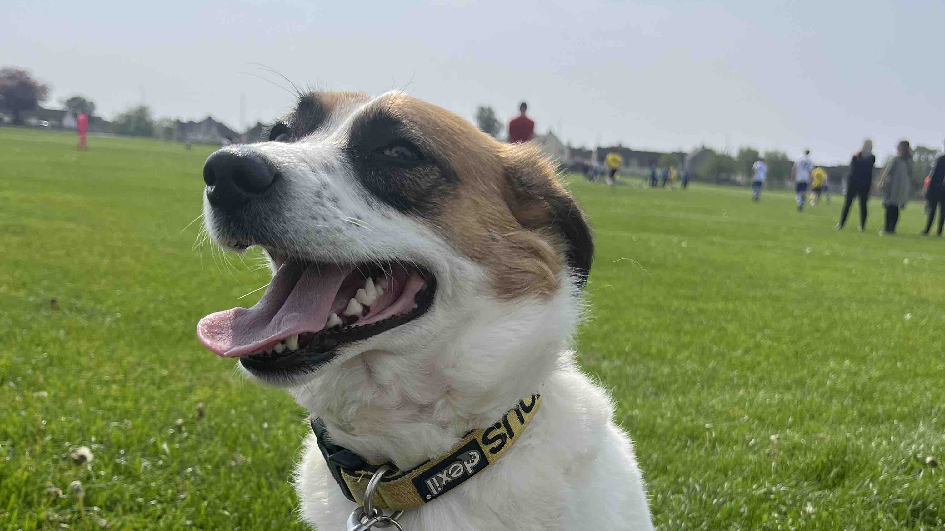 Fundraiser for Jodi Donaldson by Emily Donaldson : To help Animals get ...