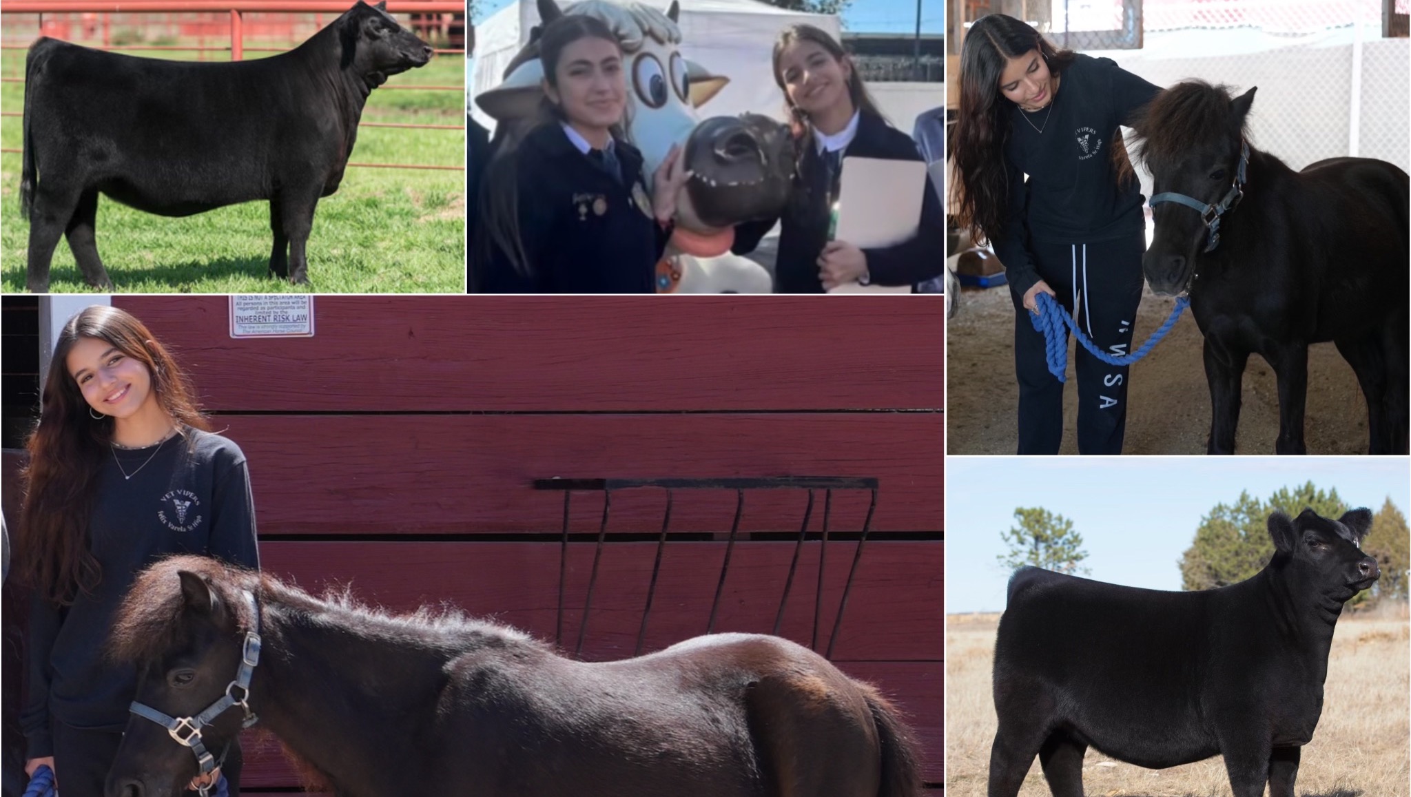 Fundraiser by Isabella Altamirano : Backing Isabella's Cattle Project ...