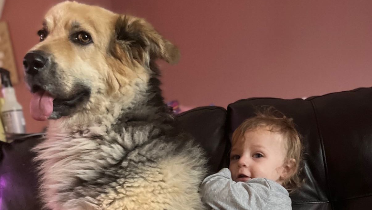 Fundraiser by Shawn Garrett : Support Bear’s Medical Hardships