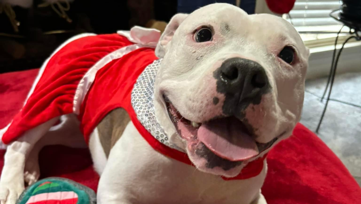 Fundraiser for Lisa Doucette Thiessen by Cory Jenkins : Support Daisy's ...