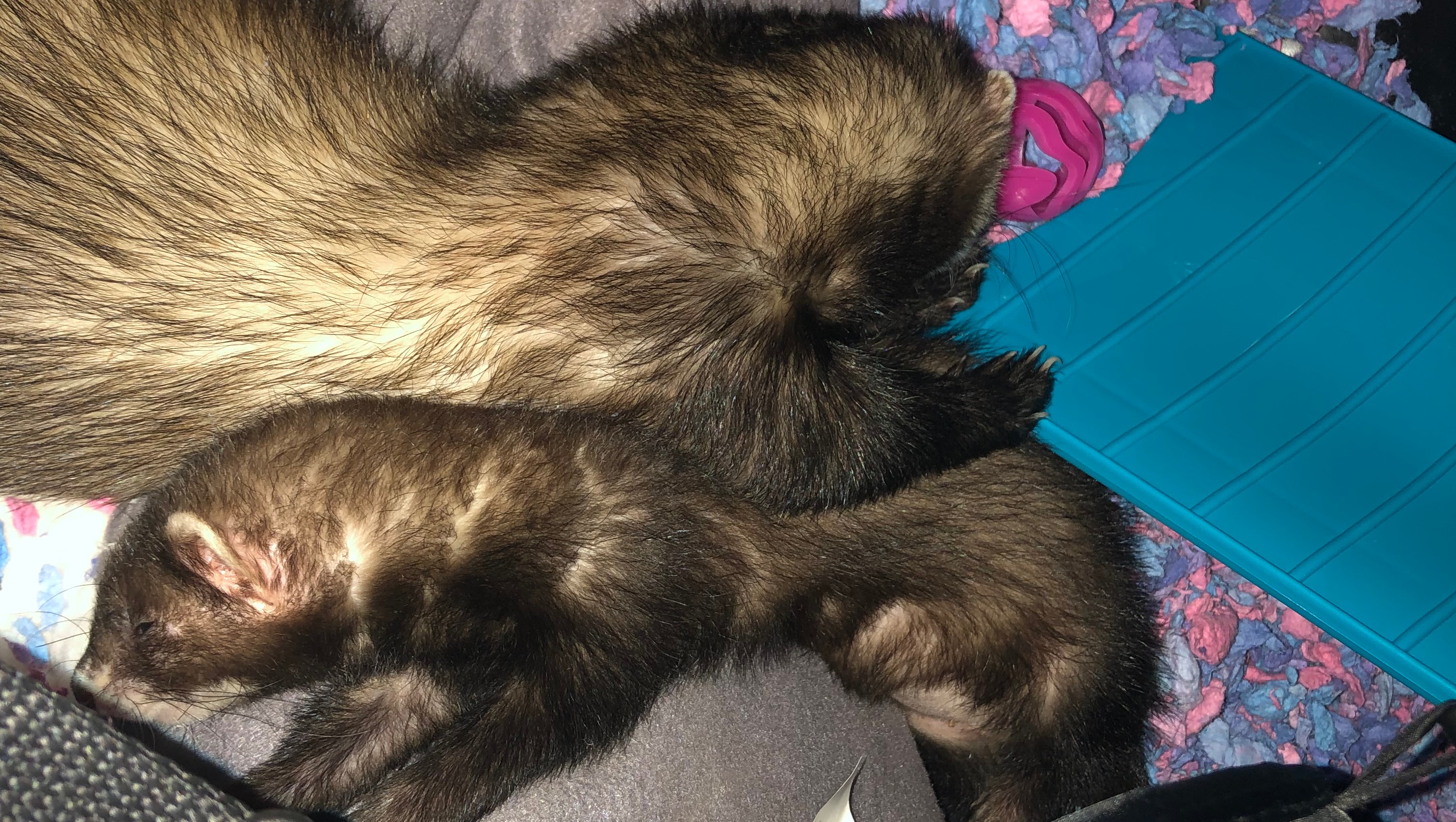 Spendenaktion von Alexandra Mitchell: Support Lexi's Ferret's Urgent ...