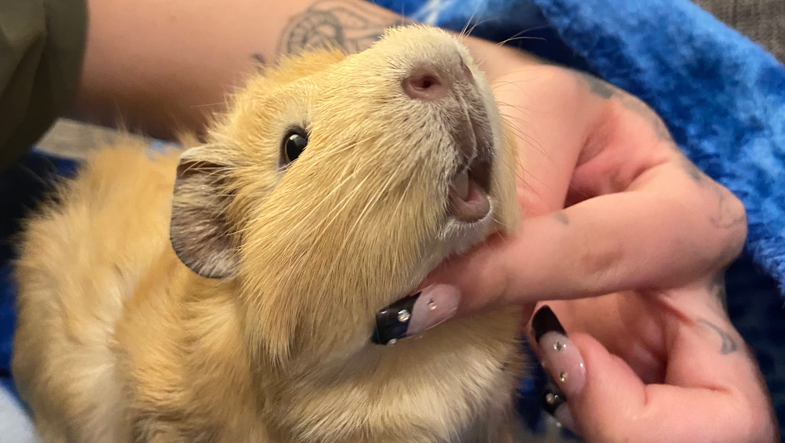 Fundraiser by Audrey Spain : Help Audrey's Guinea Pig Butters Recover
