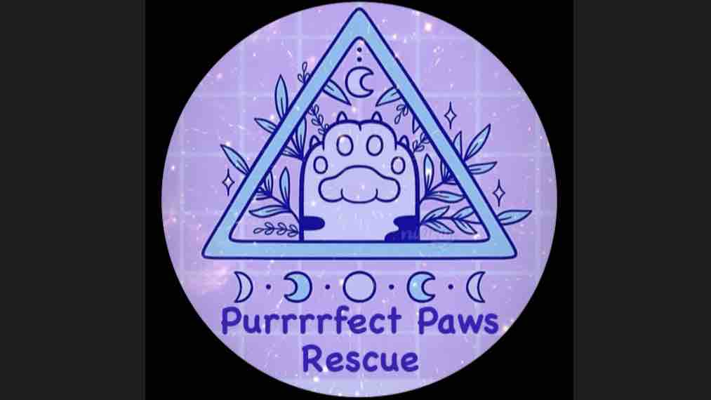 Fundraiser by Sophia Oliva : Help us save stray cats Building our Sanctuary