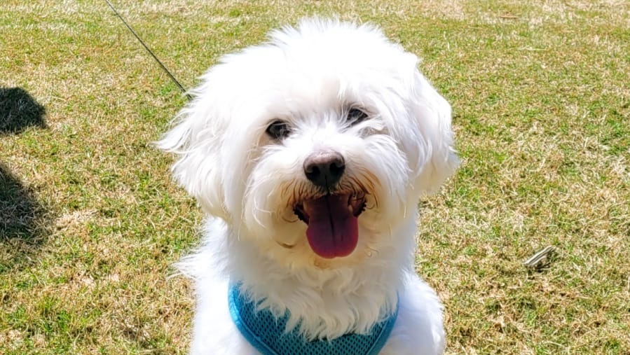 Fundraiser for Roxanna Chan by Lay Nim : Support Albert's Journey to a ...