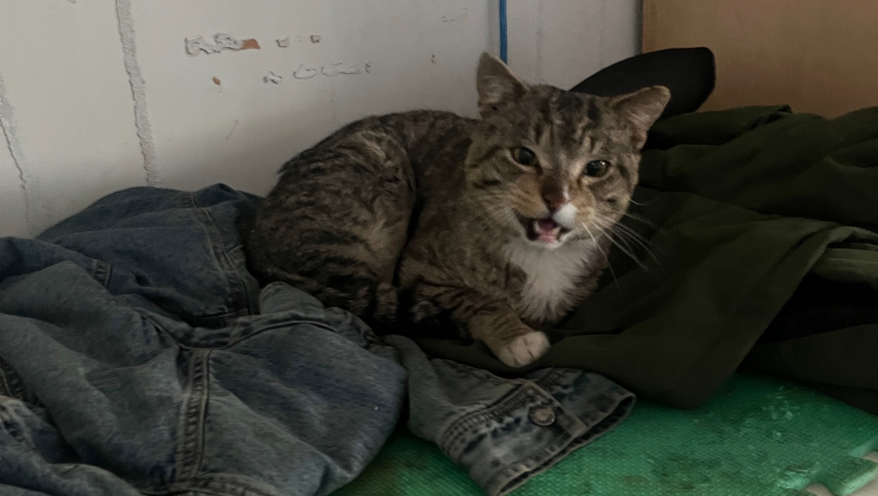 Fundraiser by Furget Me Not Rescue : House of Horrors Cat Hoard Rescue