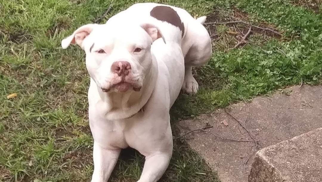 Fundraiser by Amber Clapp : Assist in Petey's Cremation