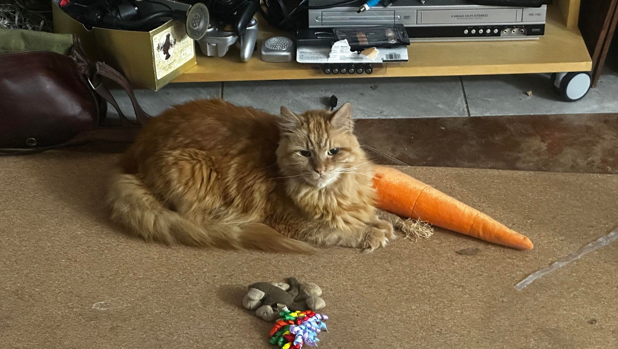 Fundraiser by Jensen Gibson : Mookie's pancreatic pseudocyst surgery fund