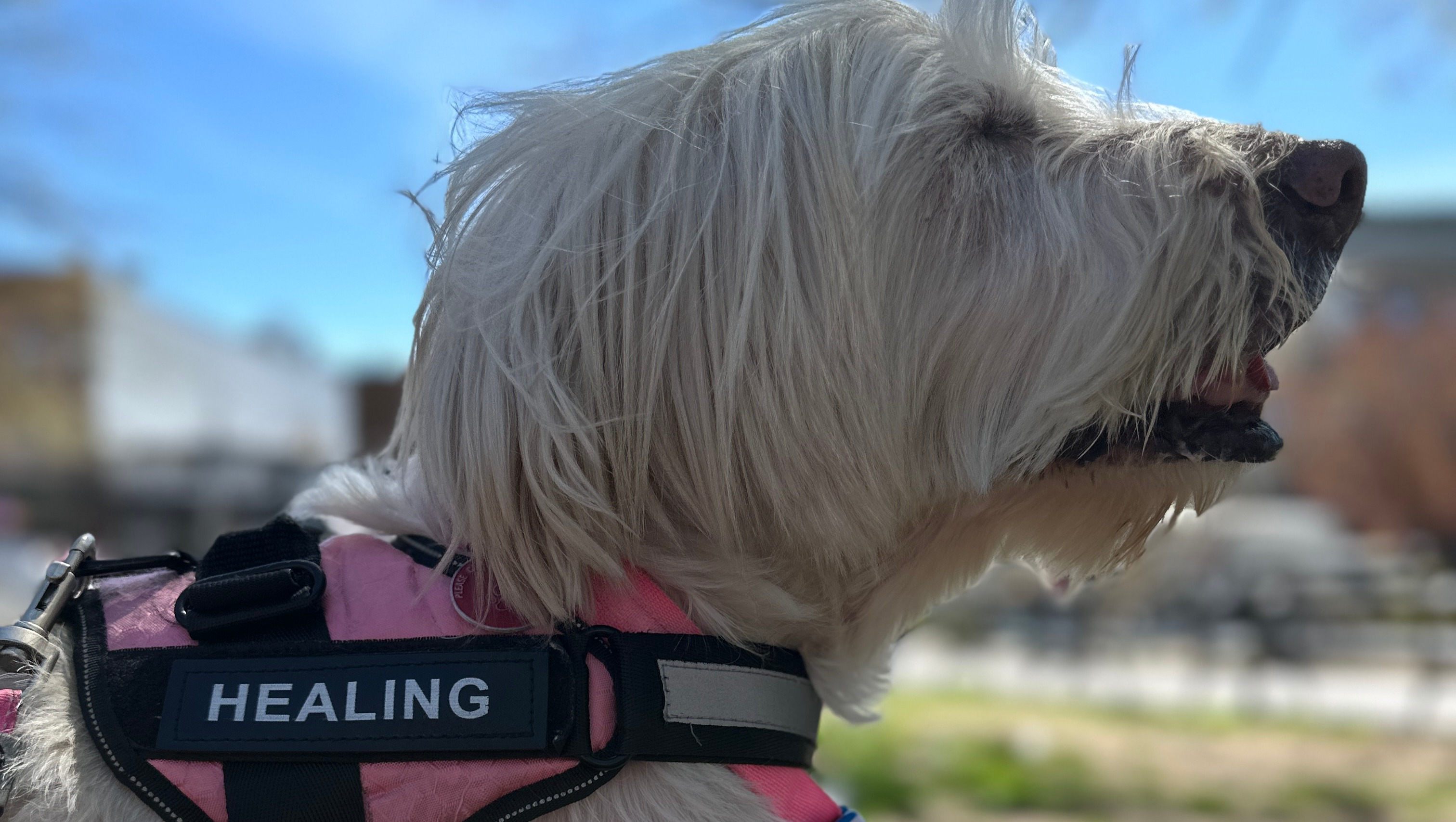 Fundraiser by Troy Tolley : Support Healing's Fight Against Cancer