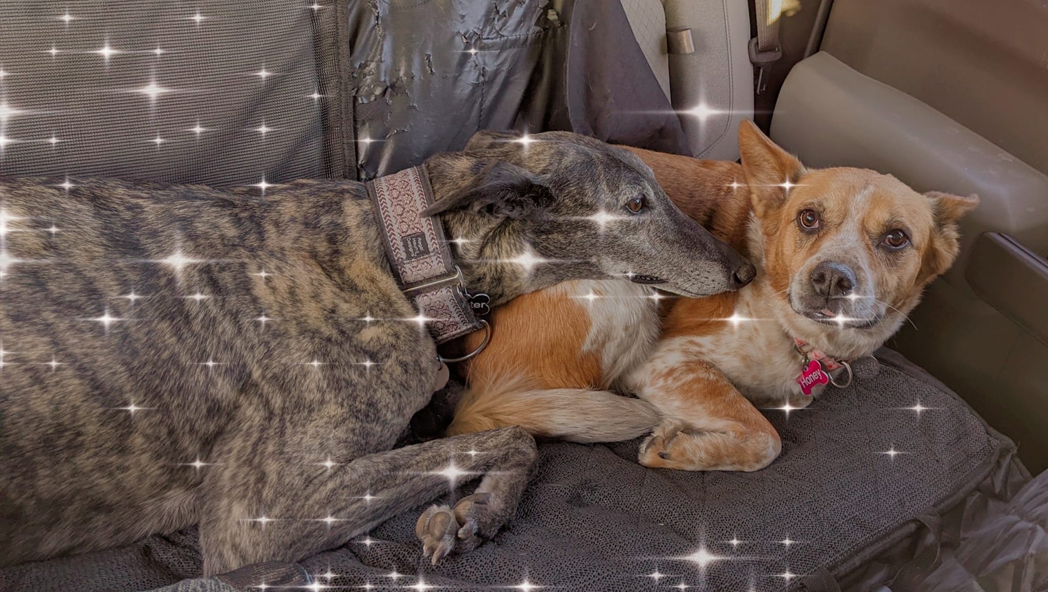 Fundraiser by Ashley Aaron : Support for Jess and Nancy's dogs