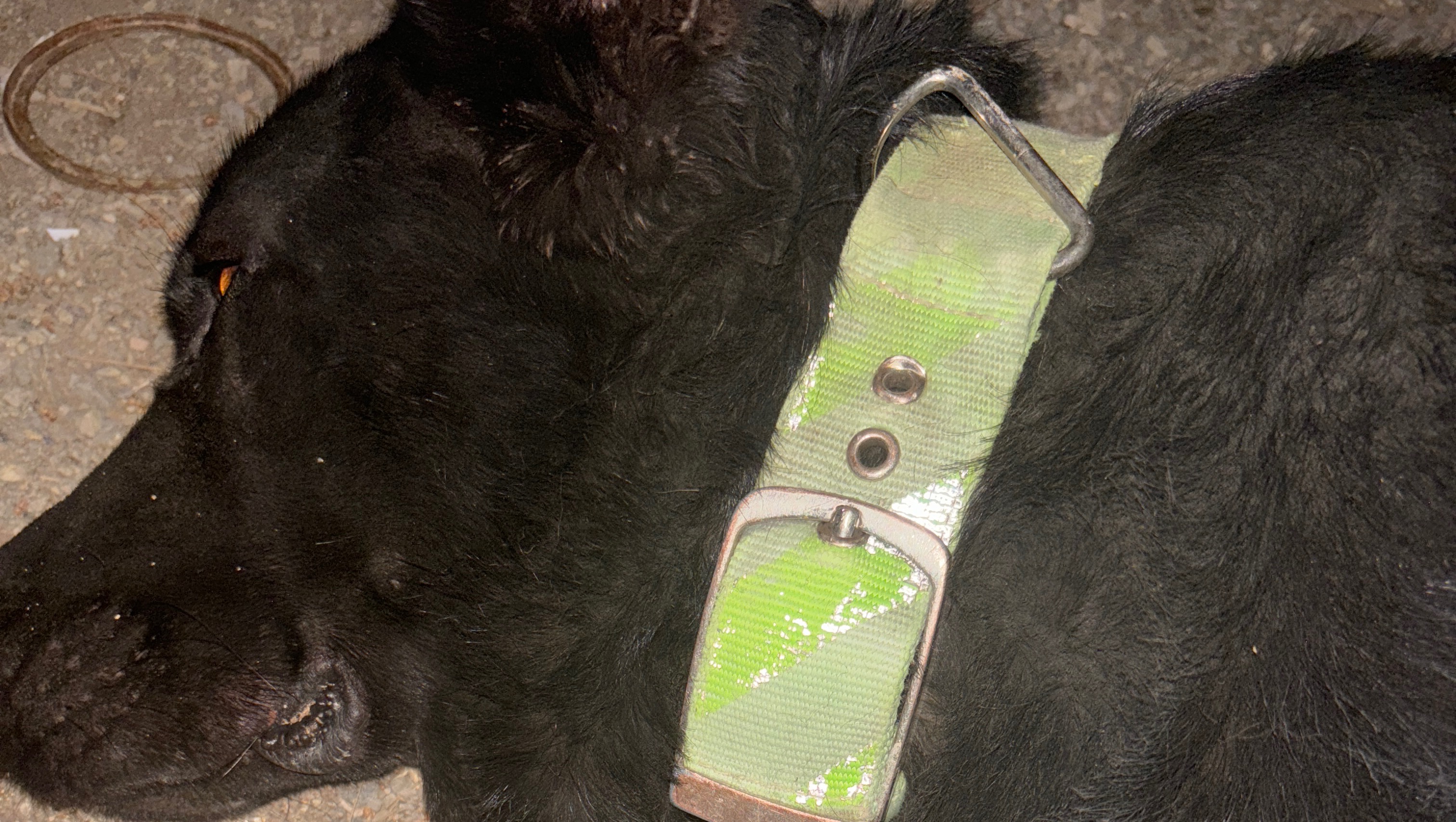 Fundraiser by Isaac Rodriguez : Help Negro, Our Beloved Dog, Heal