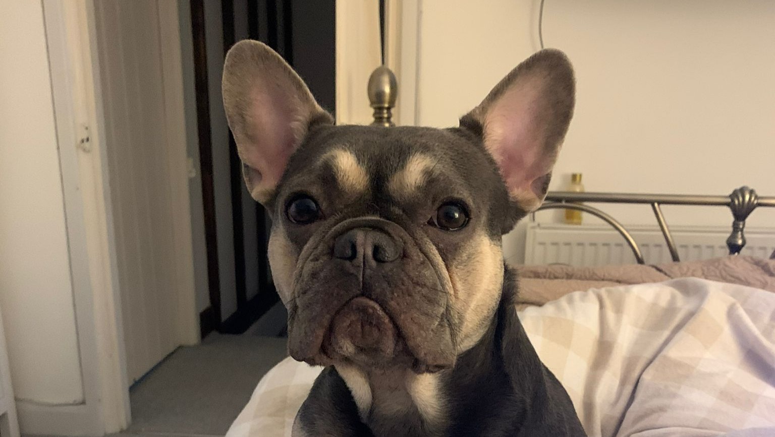 Fundraiser for David Howe by Anna Howe : Help Mabel our fabulous family ...