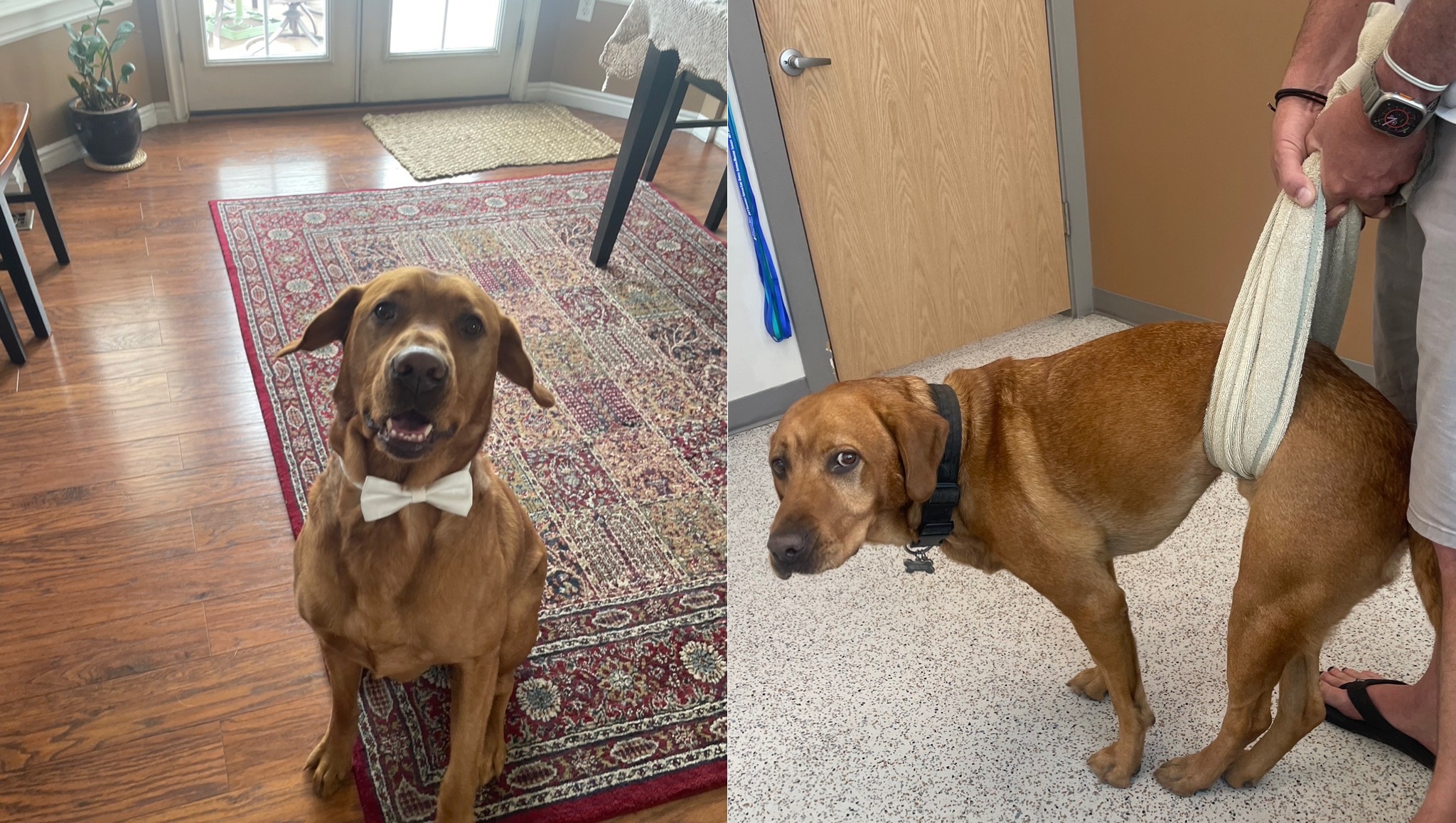 Fundraiser by Brett Roe : Help Redd Roe Recover from Back Surgery