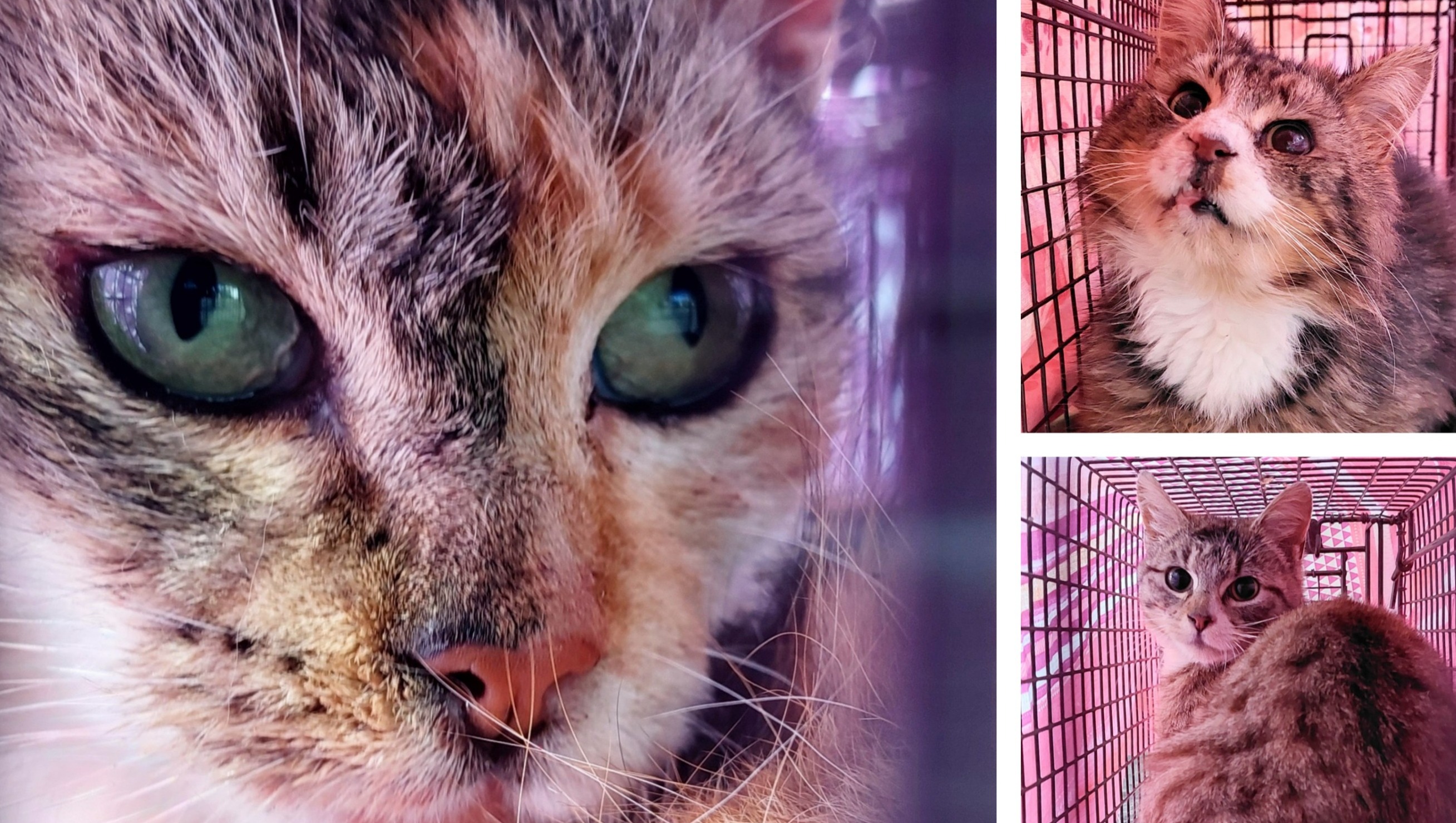 Fundraiser by CDPA Ireland : NEW COLONY TNR - halfway there