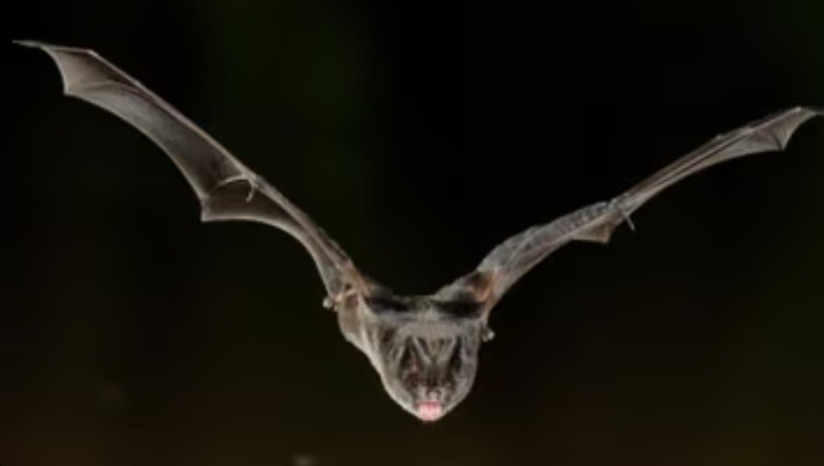 Fundraiser by Kelly Estanol : SAVE OUR BATS AND HOMES ON ABBEY ESTATE