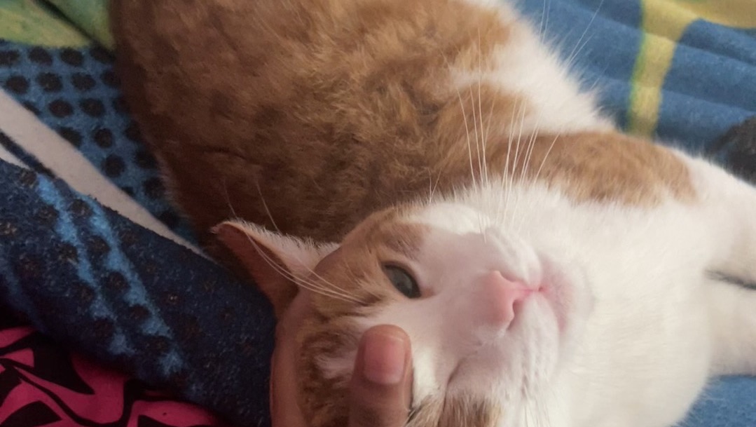 Fundraiser for Saron Molla by Jeanelle Thompson : Help Saron's Cat ...