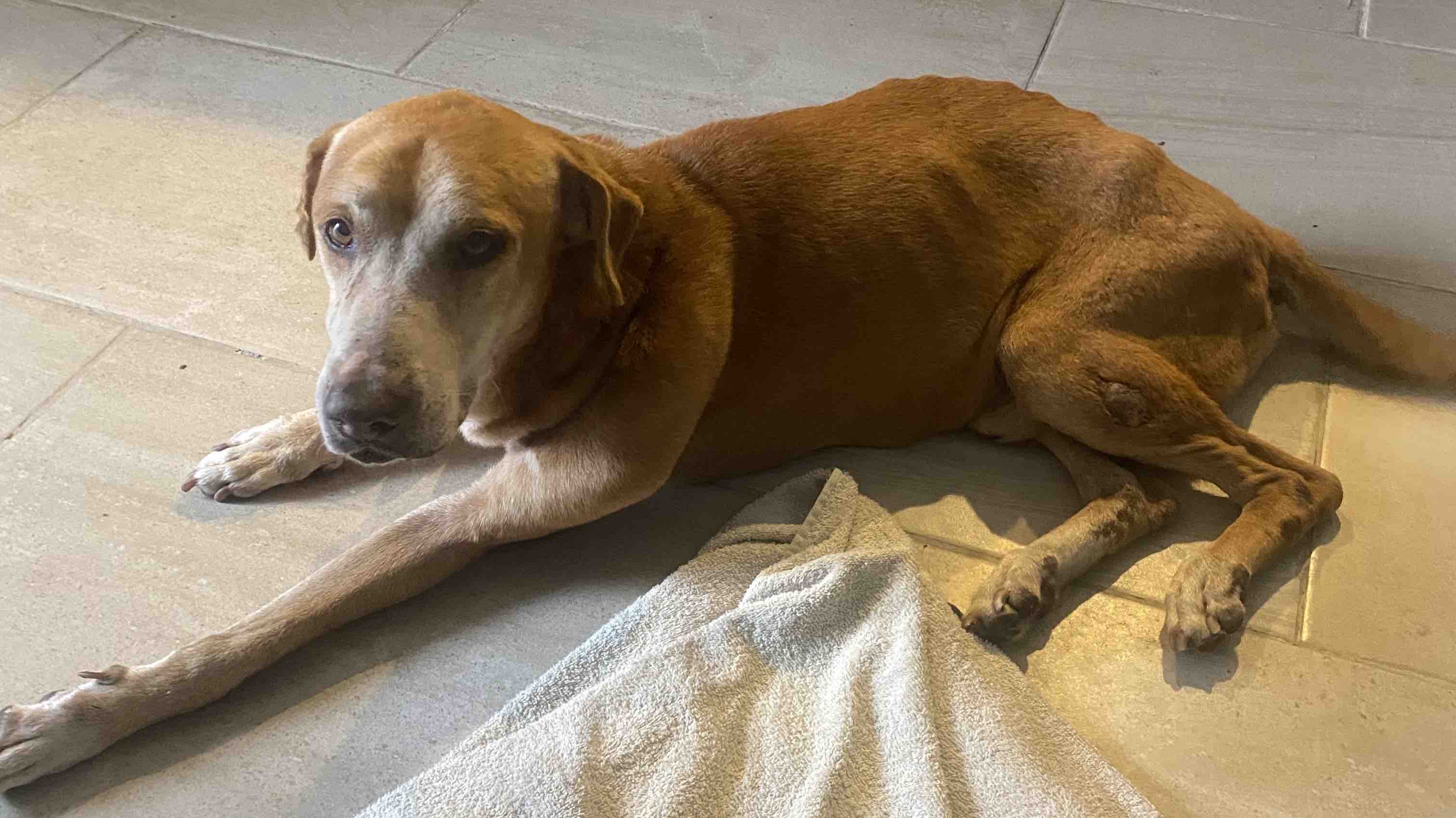 Fundraiser by Emma Paynter : Help Robbie get healthy and adopted