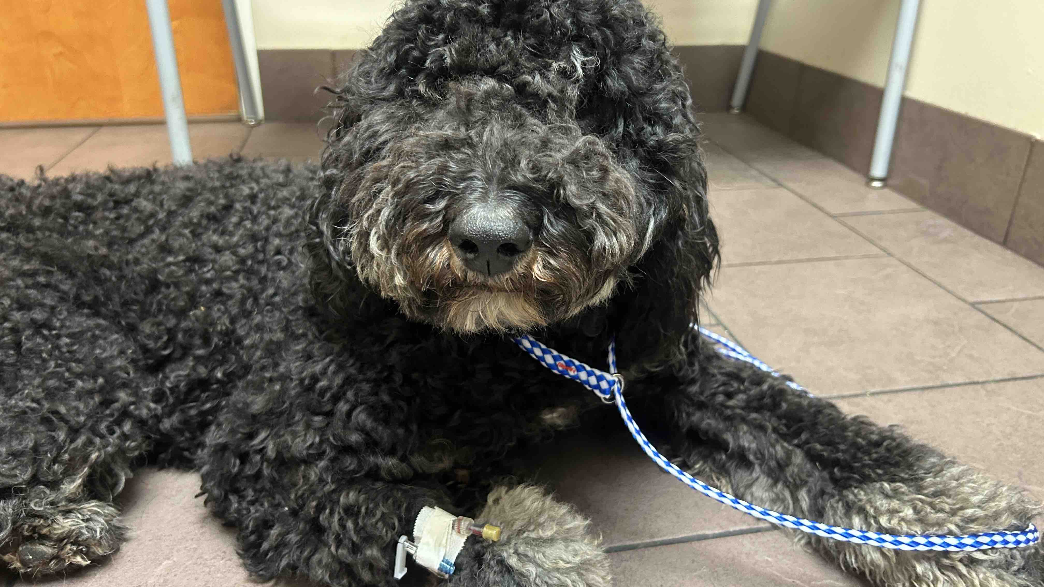 Fundraiser by Erica Smith : Support Bailey's Urgent Medical Care Needs