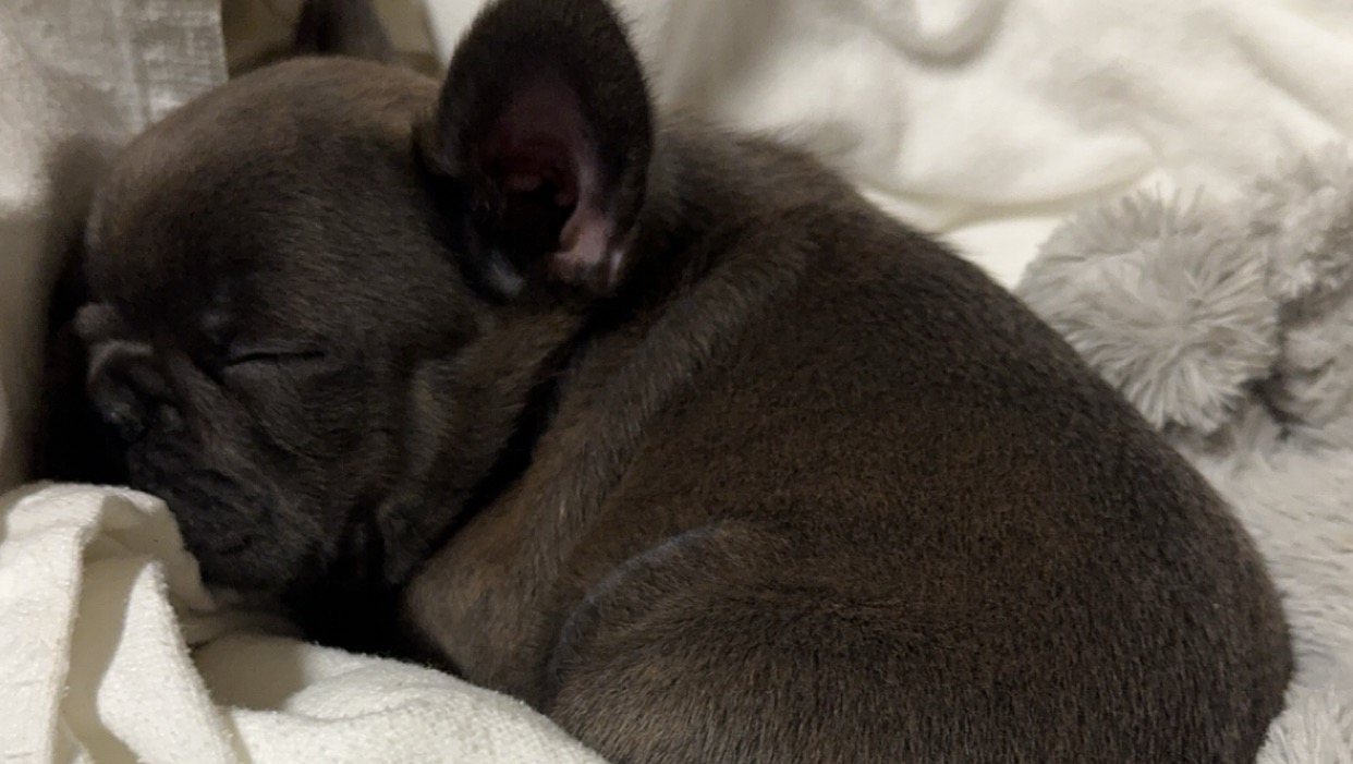 Fundraiser by Krysta White : Support Gouda's Fight for Life