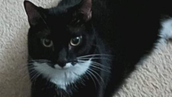 Fundraiser by Shari Olsen : Help for Single Mom's Kitty's Surgery