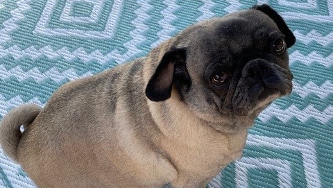 Fundraiser by Amanda Curtsinger : Support Angie's Urgent Cancer Surgery