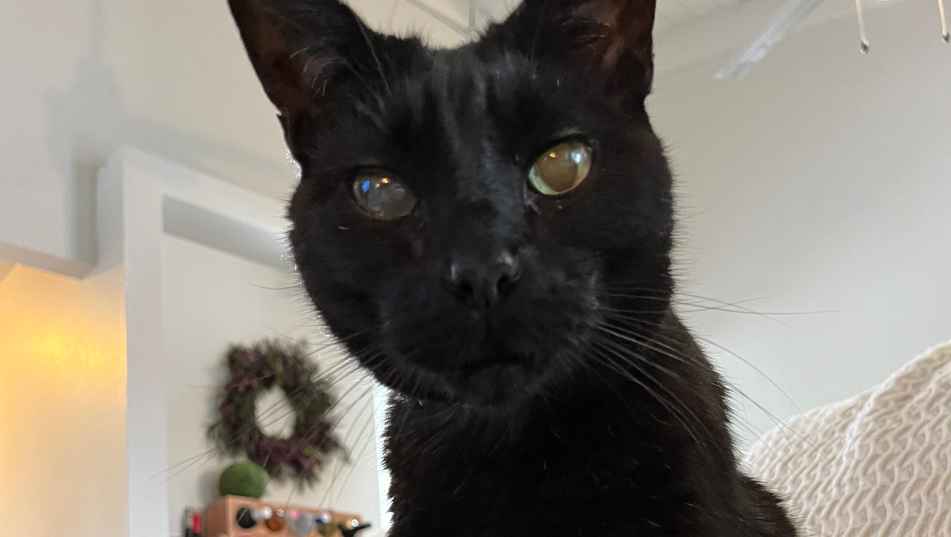 Fundraiser by Katie Pyle : Help Heal Tom's Beloved Cat Panther