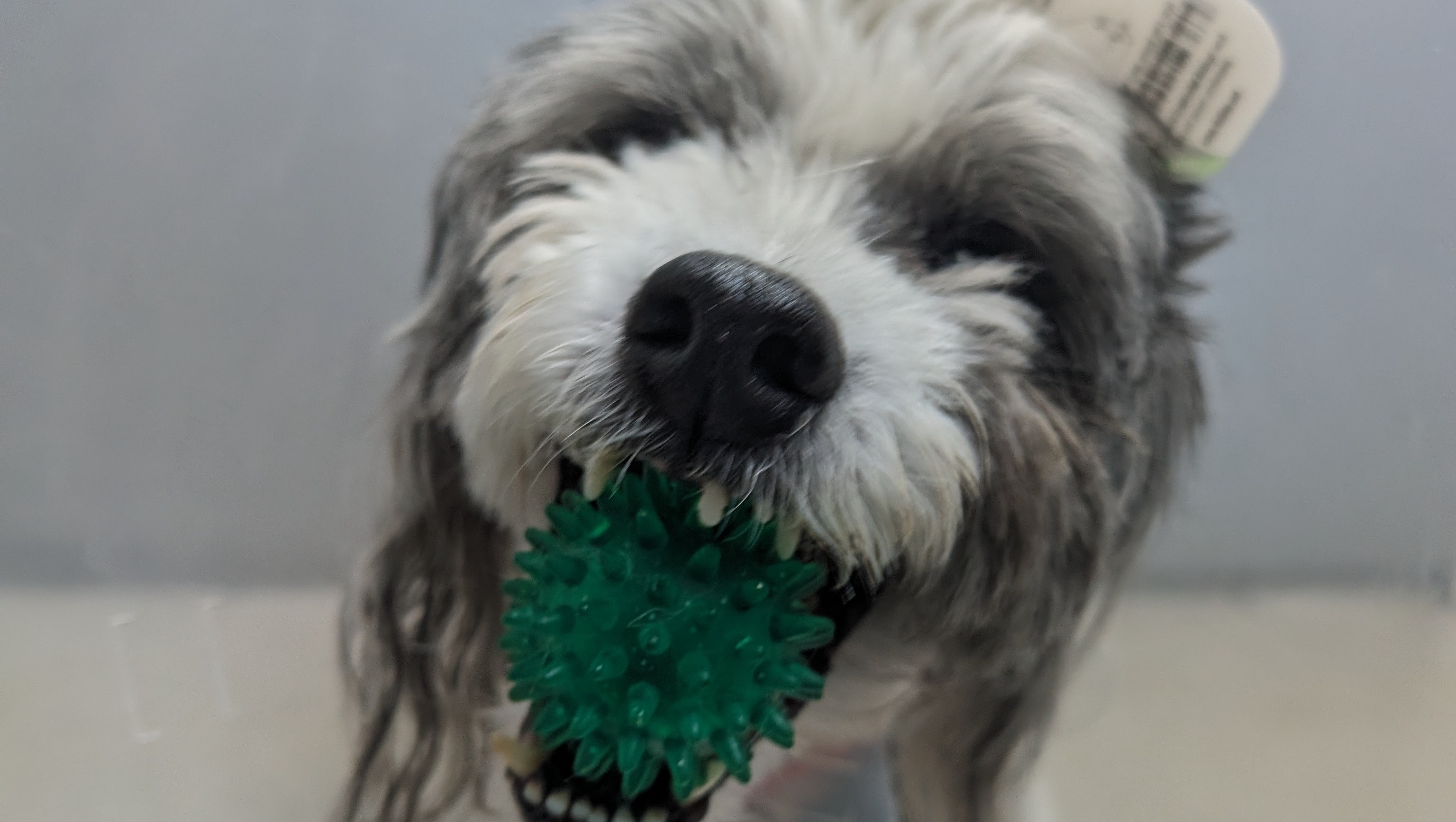 Fundraiser for Sheyla Rivera by Nelly Rivera : Help Sabi, the Brave Pet, Fight His Battle