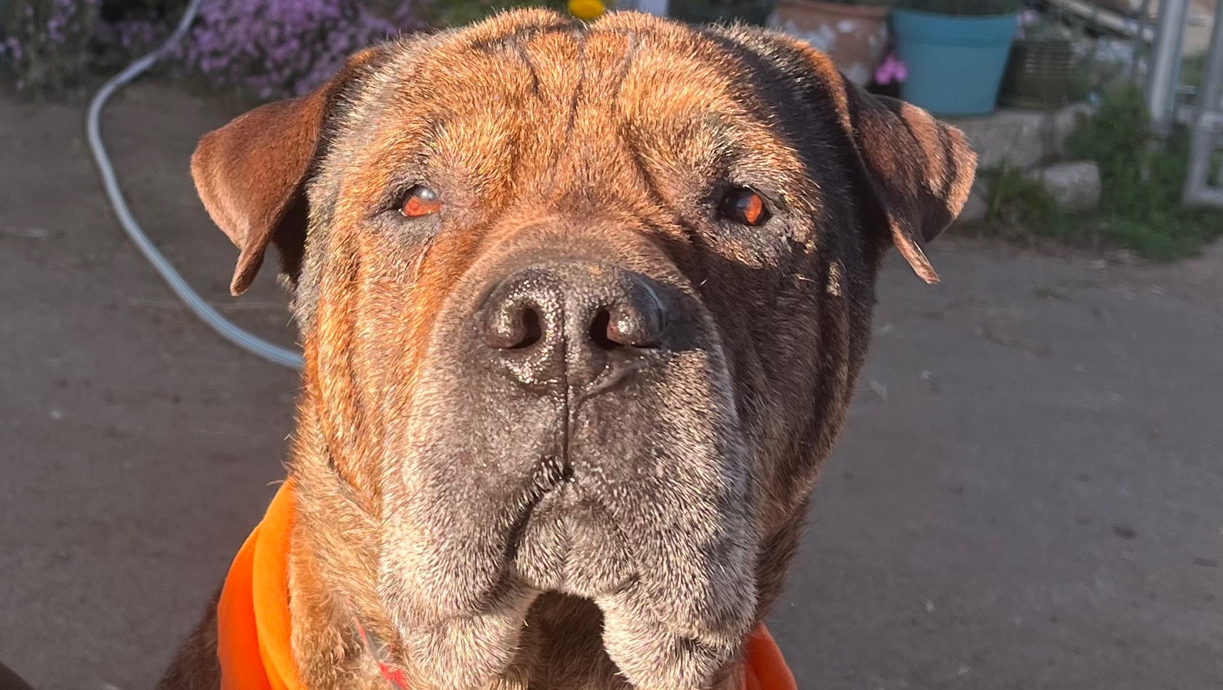 Fundraiser by Elissa Sadlo : Support Thor James' Rattlesnake Recovery