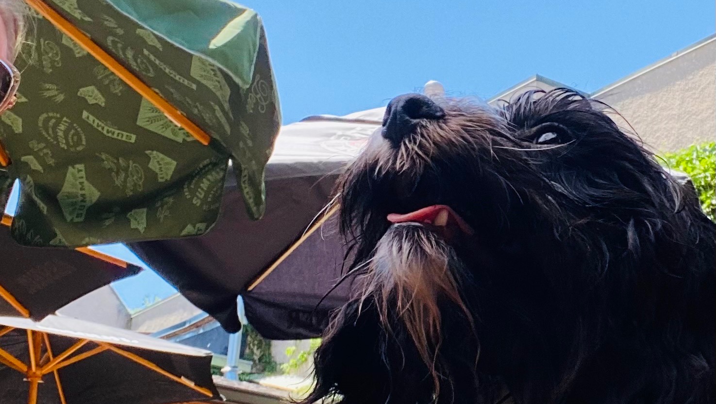 Fundraiser by Mandy Landry : Addie's New Service Animal After ...