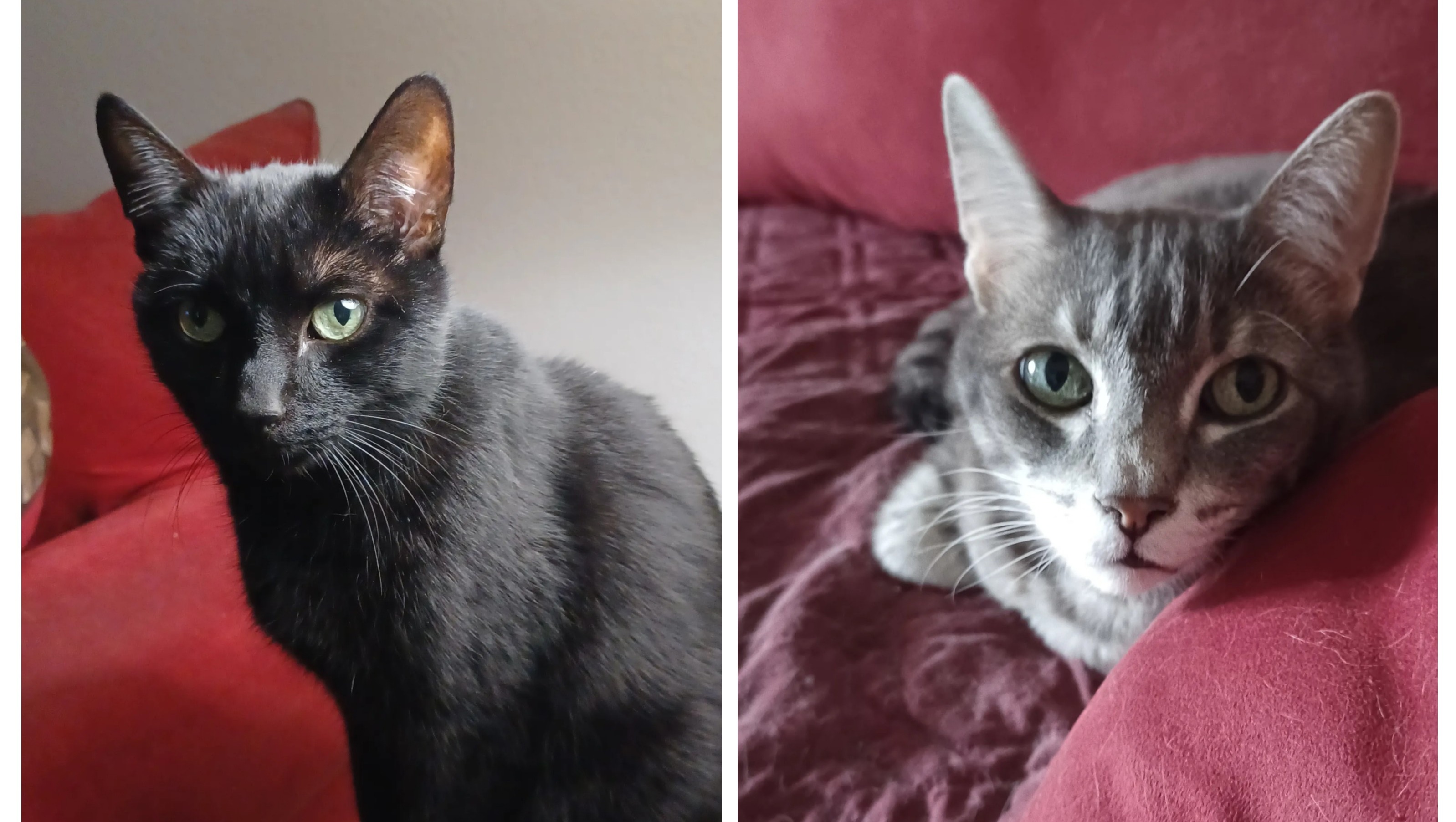 Fundraiser by Steven LaFata : Support Cat Dad Steve's Furry Family ...