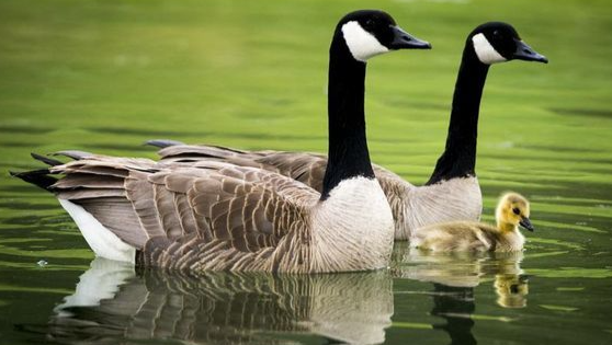 Fundraiser by Camille Dicarlo : "Help Relocate Peapack-Gladstone Geese ...
