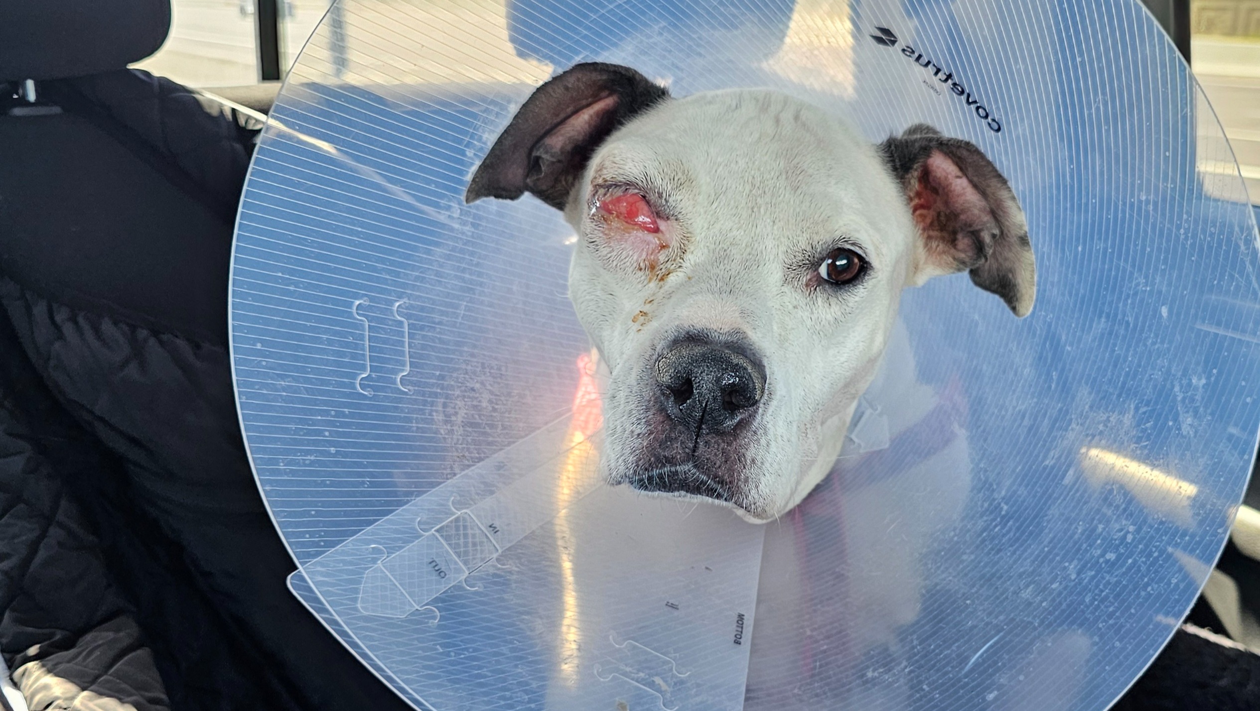 Fundraiser by Alexandra Fields : Support Domino's Journey to Recovery